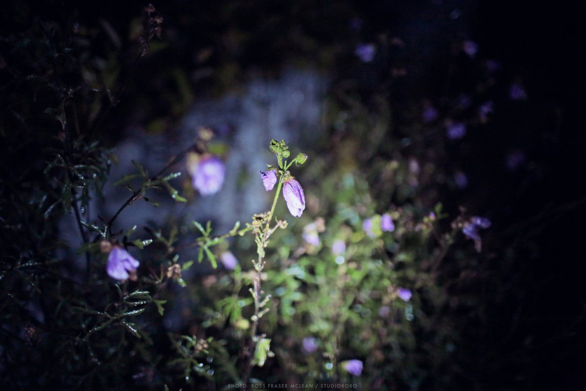Moonlight Walk - Scottish Sculpture Workshop
